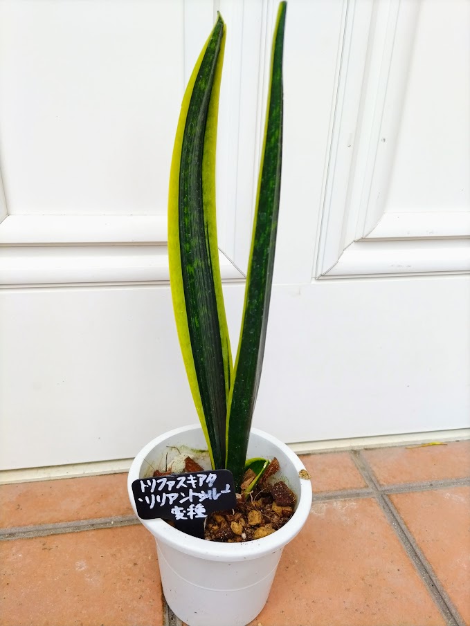 サンスベリア トリファスキアタ リリアン トゥルー 変種 Sansevieria trifasciata Lillian True var ...
