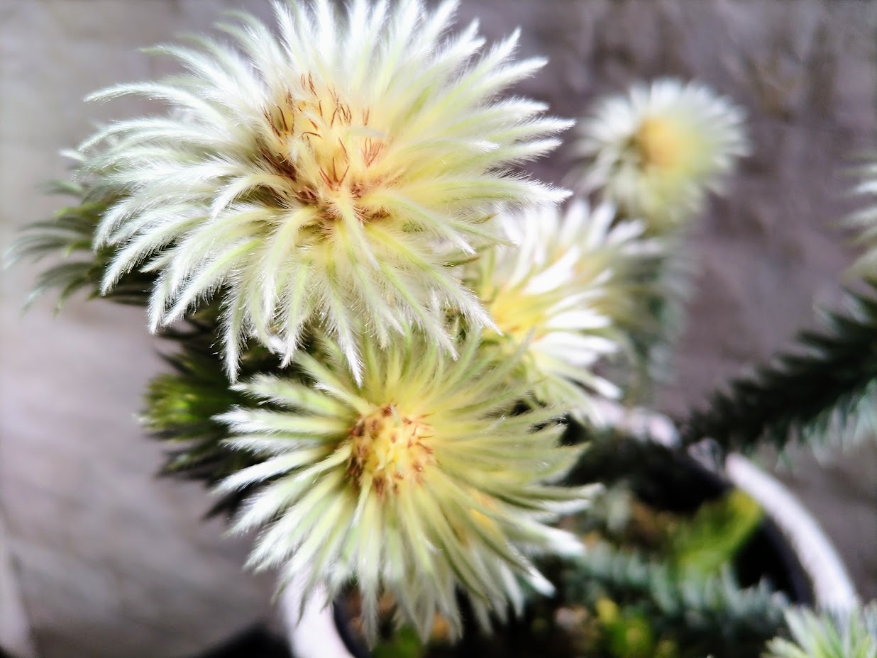 フィリカ プベッセンス ワフトフェザー Phylica pubescens Waft Feather | miicaのゆびいろ